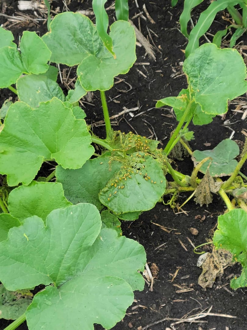 Corn Root Worm Beetle Cluster - NextGen Ag